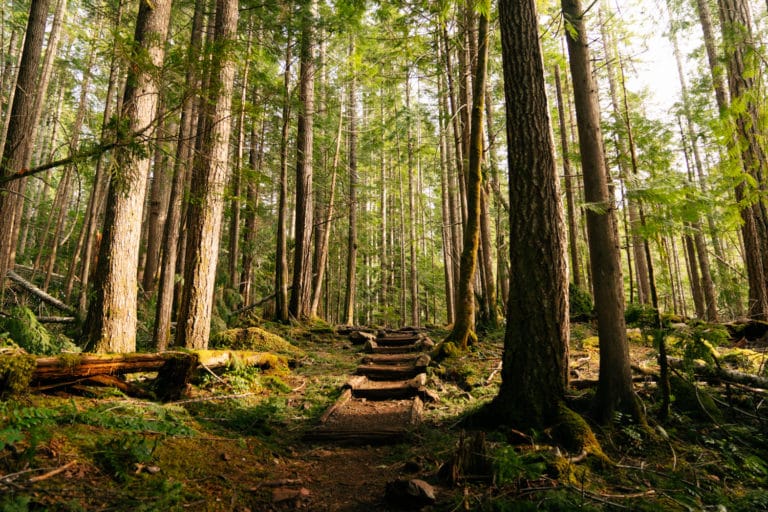Hike the Staircase Rapids Loop Trail in Olympic National Park · Anna Tee